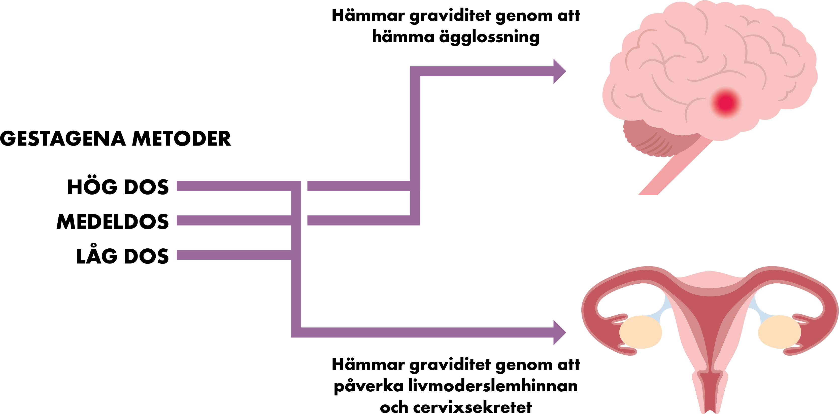 Så påverkar gestagener kroppen - Hormonguiden