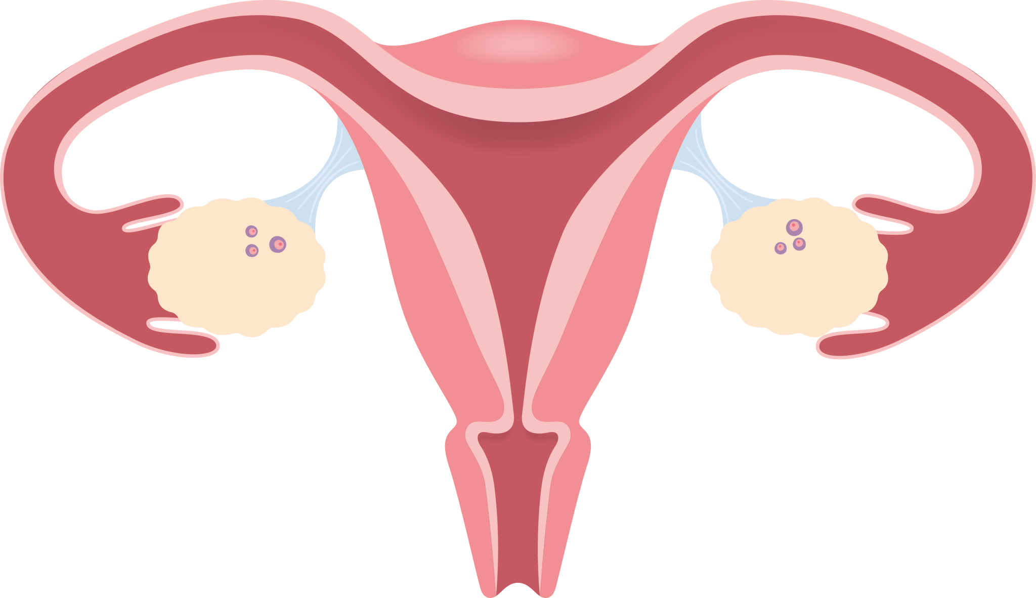 Menstruationscykeln - Hur fungerar menscykeln? I Hormonguiden